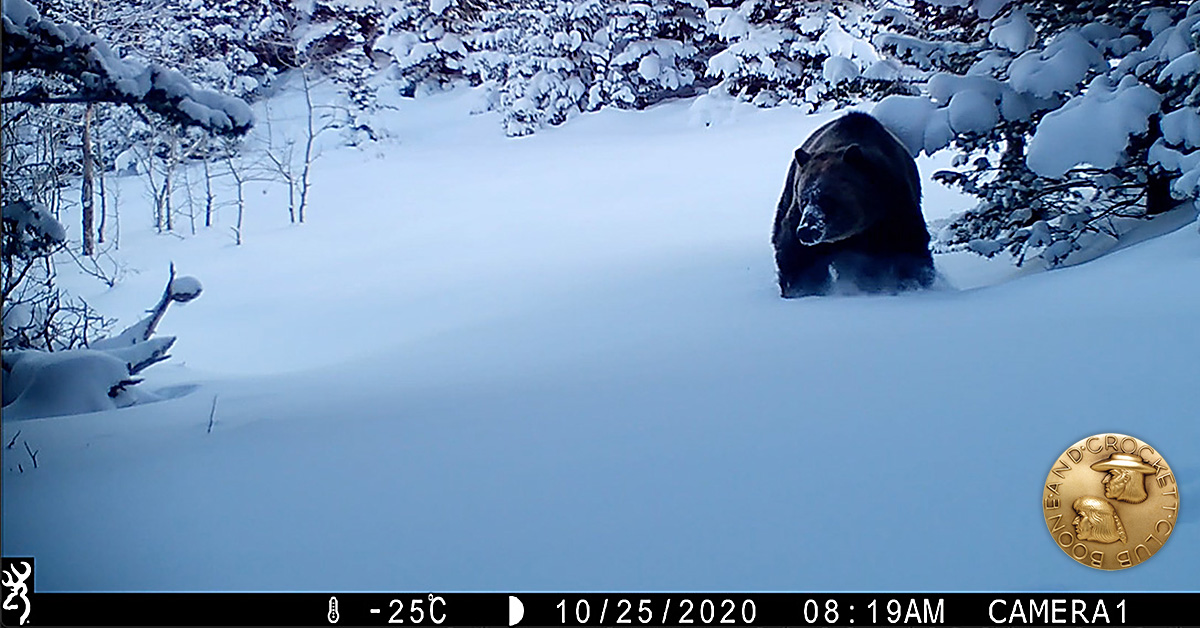 Wildlife Caught on Camera - Volume 2 | Boone and Crockett Club