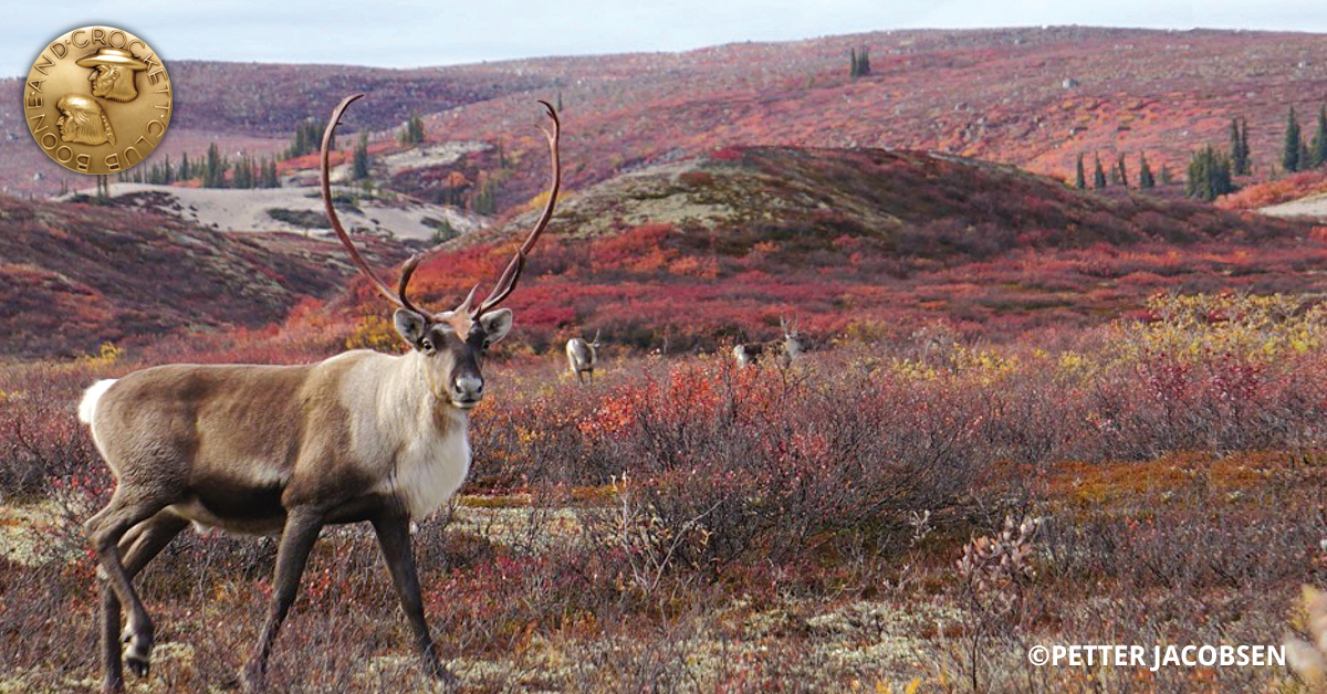 Tundra Caribou Adaptations