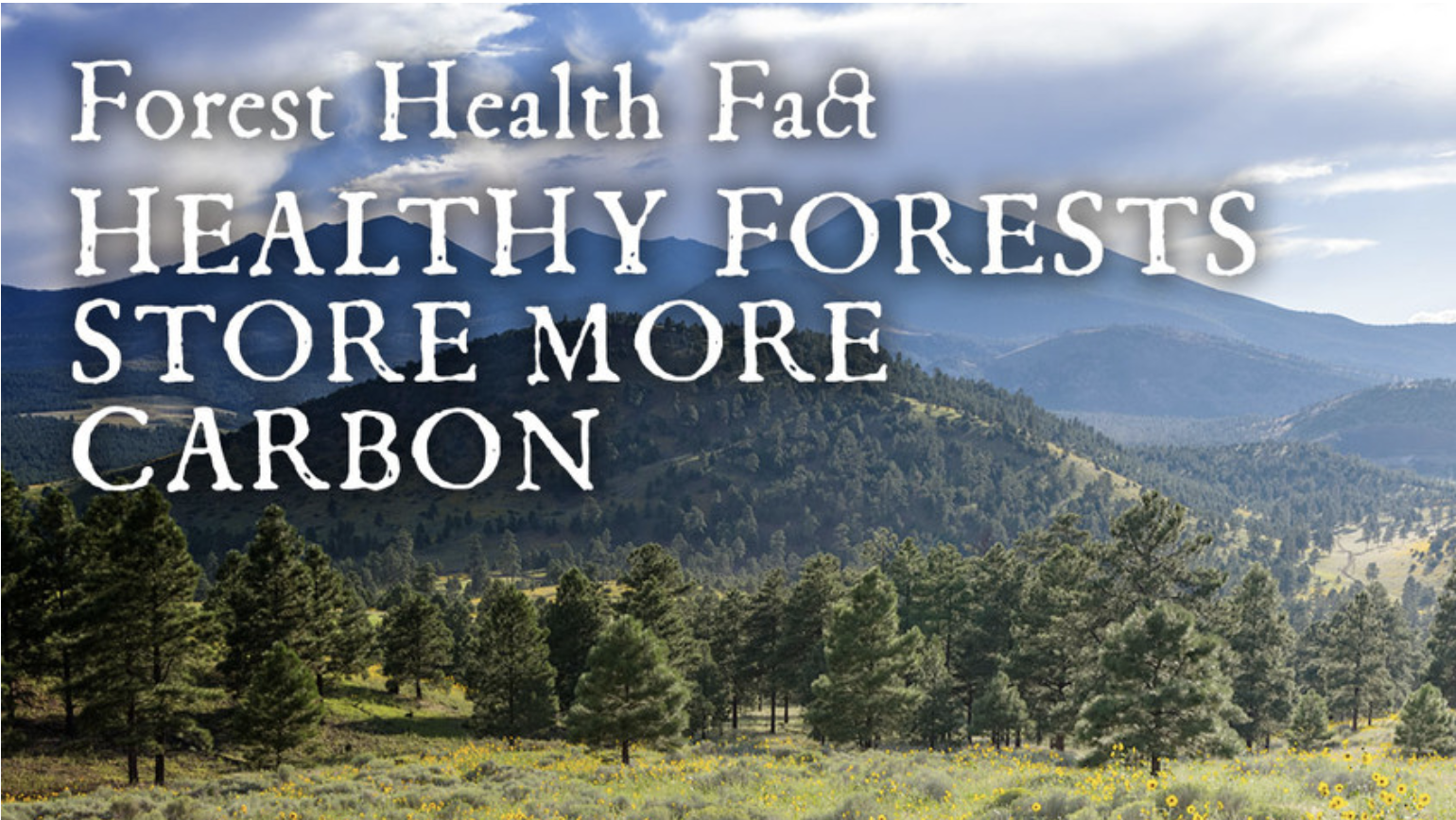 Forest Health | Boone and Crockett Club